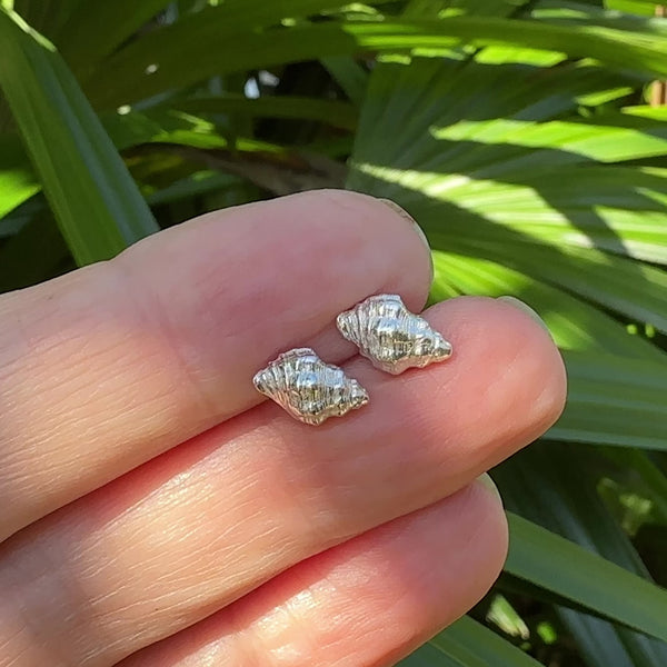 Conch Shells - Coastalstyle Australia